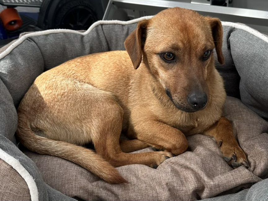 Найдена собака