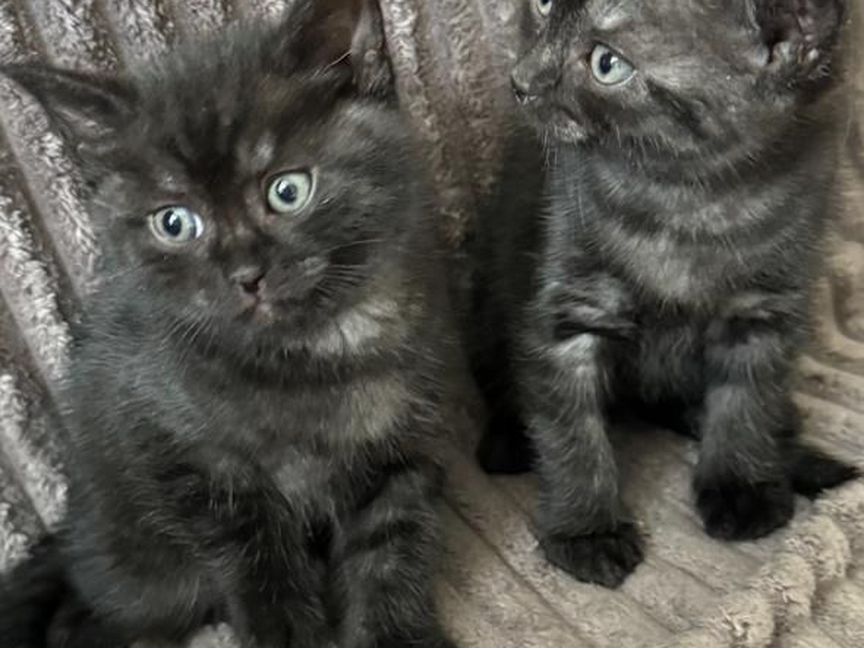 Котята