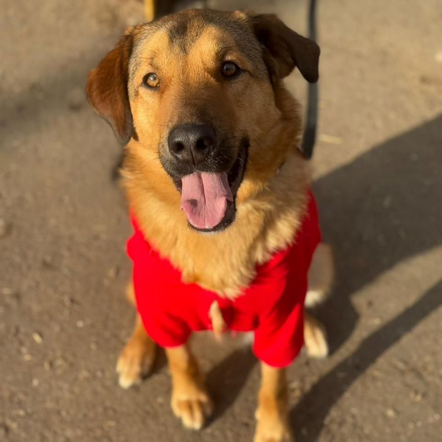 Собака в добрые руки