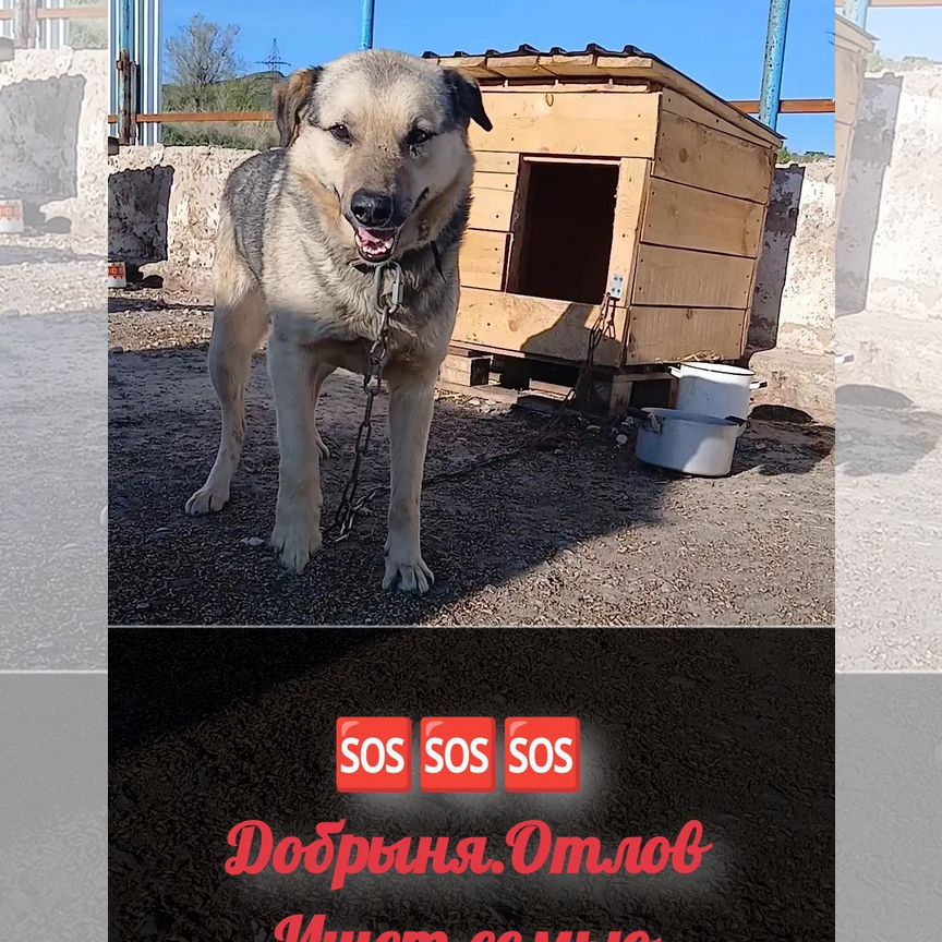 Взрослый пёс в добрые руки
