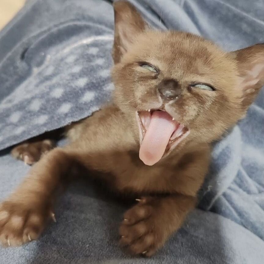 Европейский бурманский котёнок