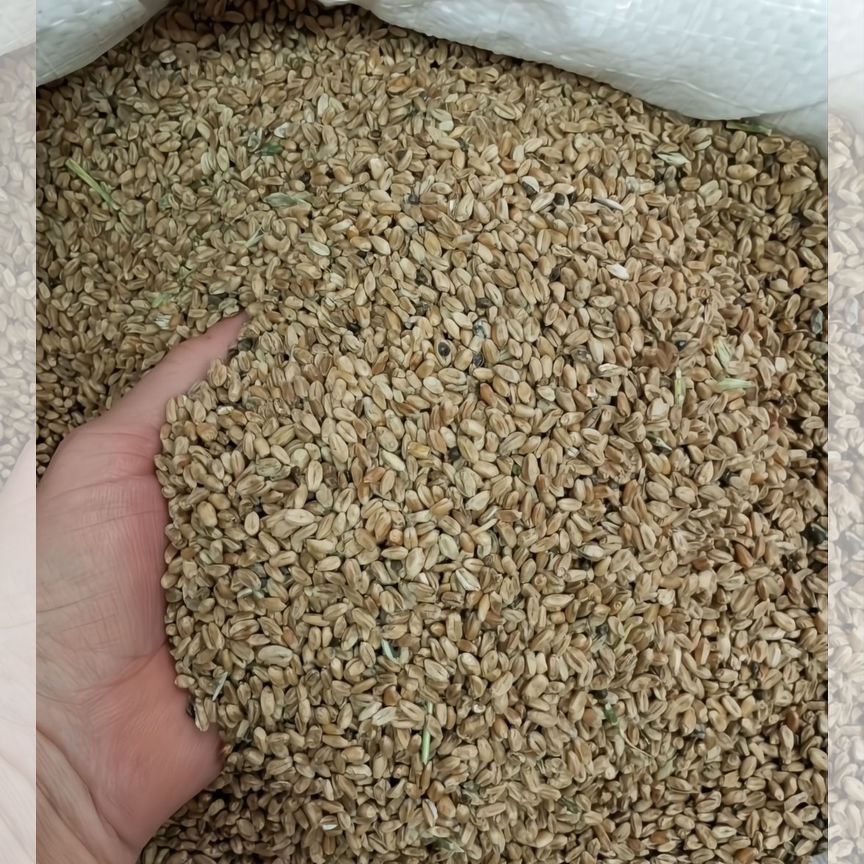 Пшеница, овёс