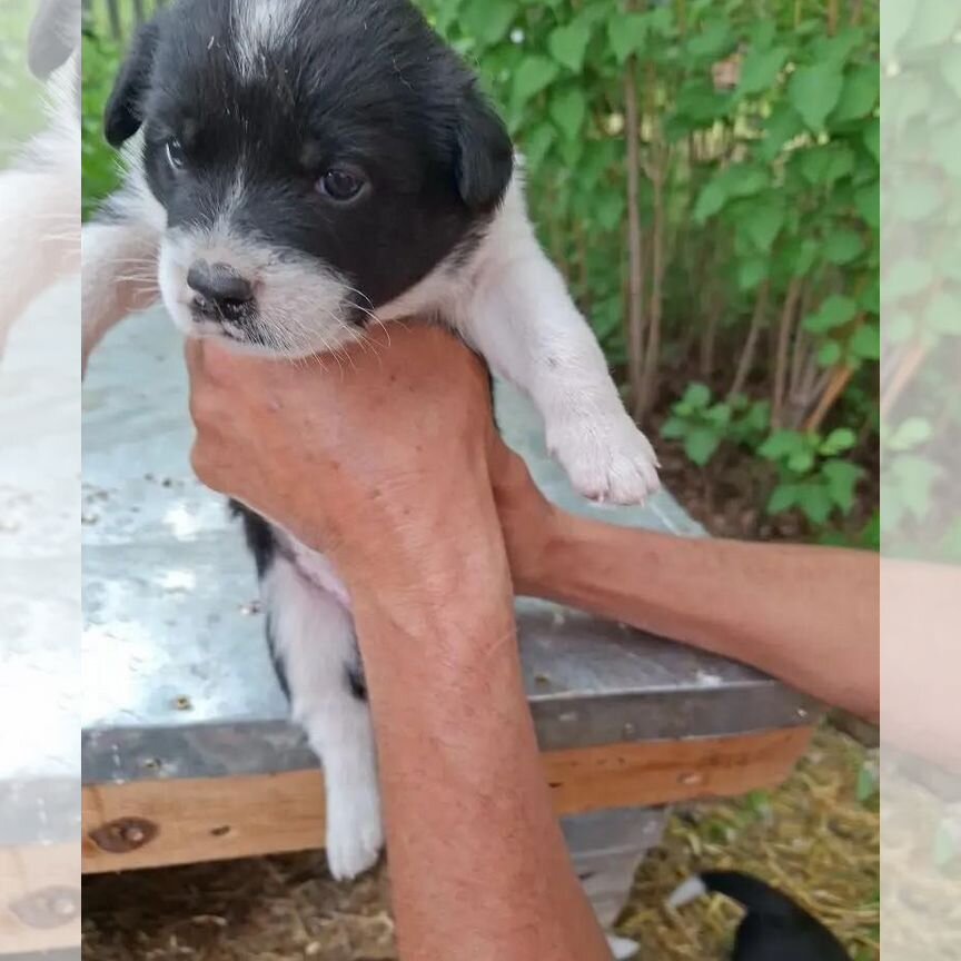 Щенок в добрые руки