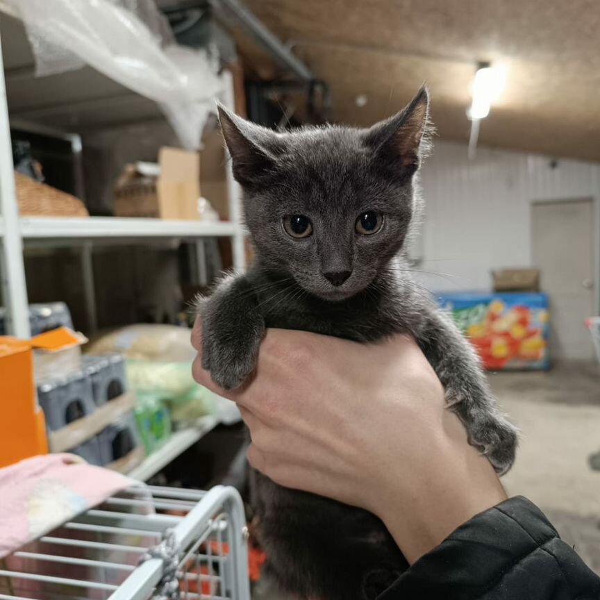 Серенький котёнок ищет дом