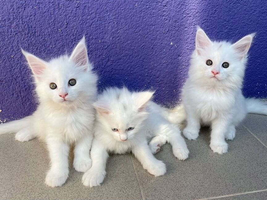 Котята мейн-кун