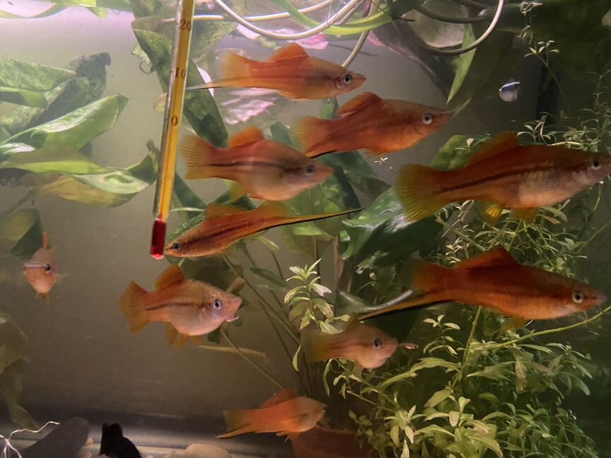 Зеленый меченосец