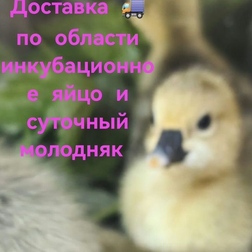 Доставка до адреса инкубационное яйцо