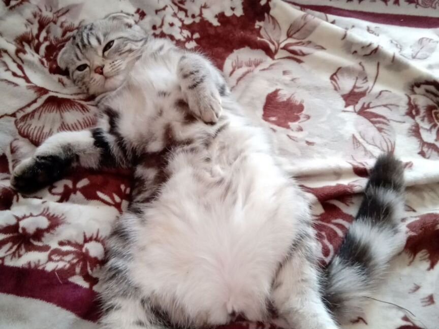 Вязка кошечка