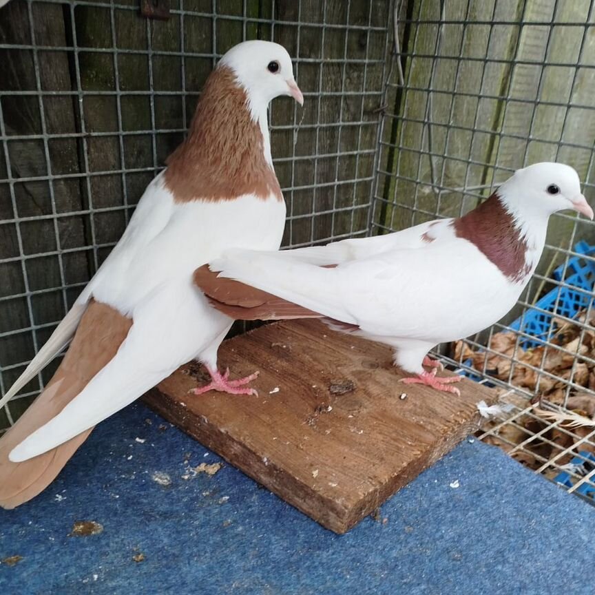 Голуби разных пород