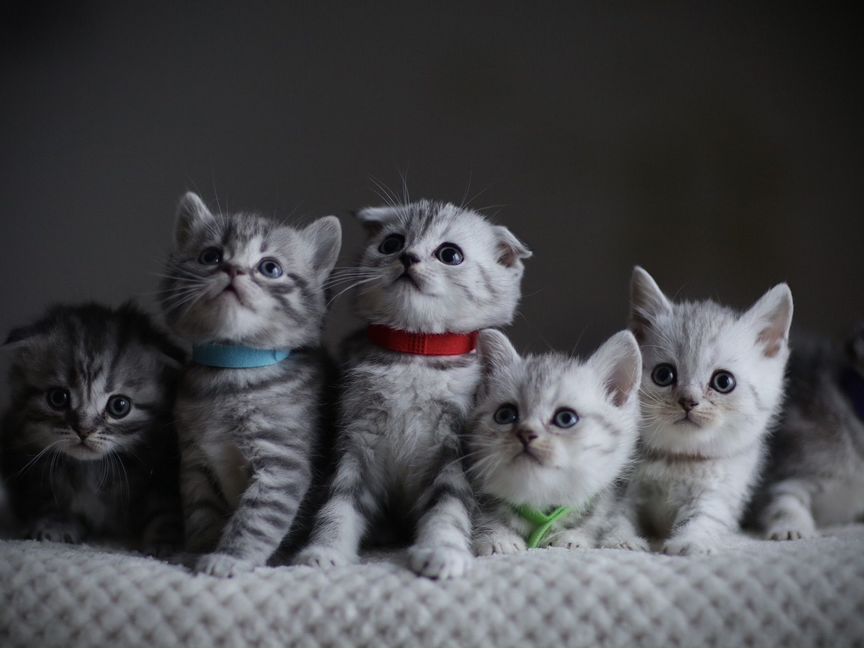 Шотландские котята прямоухие и вислоухие