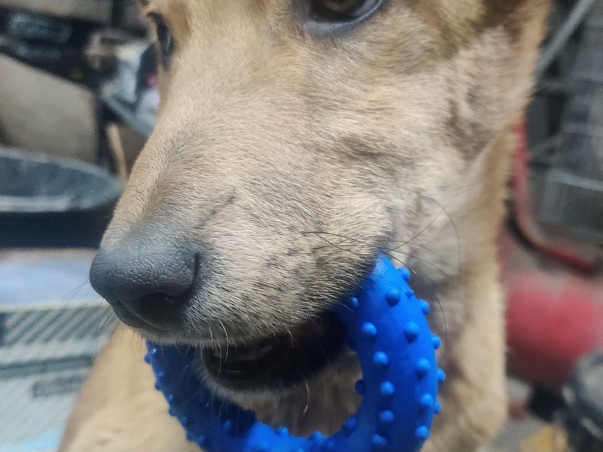 Мальчик помесь лабрадора