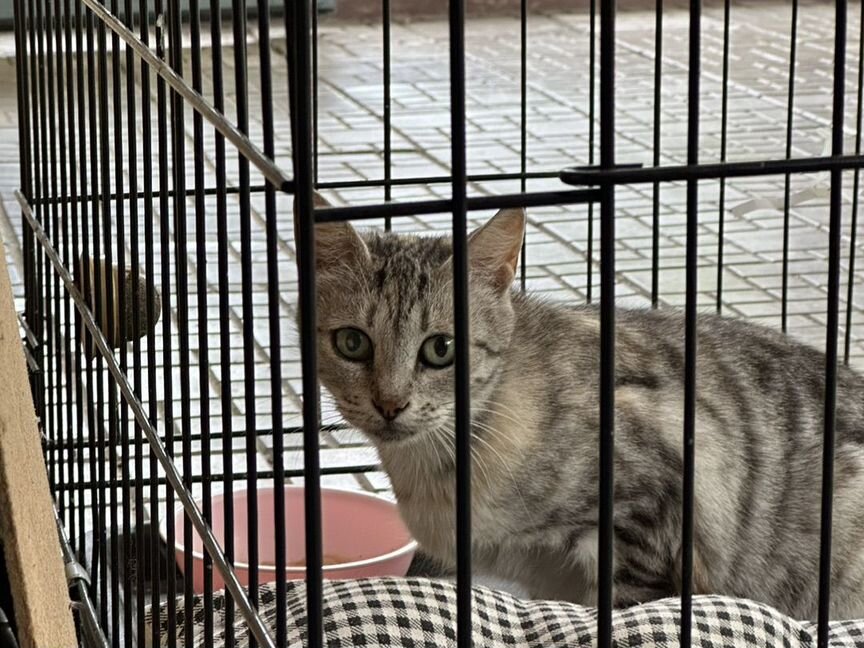 Кошка в добрые руки