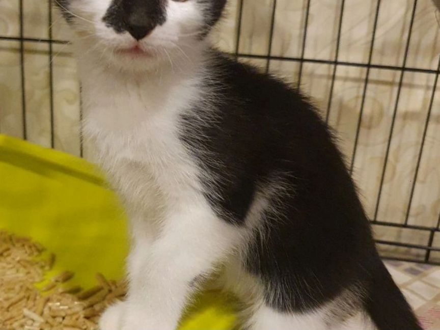 Смешной котенок Кляксик