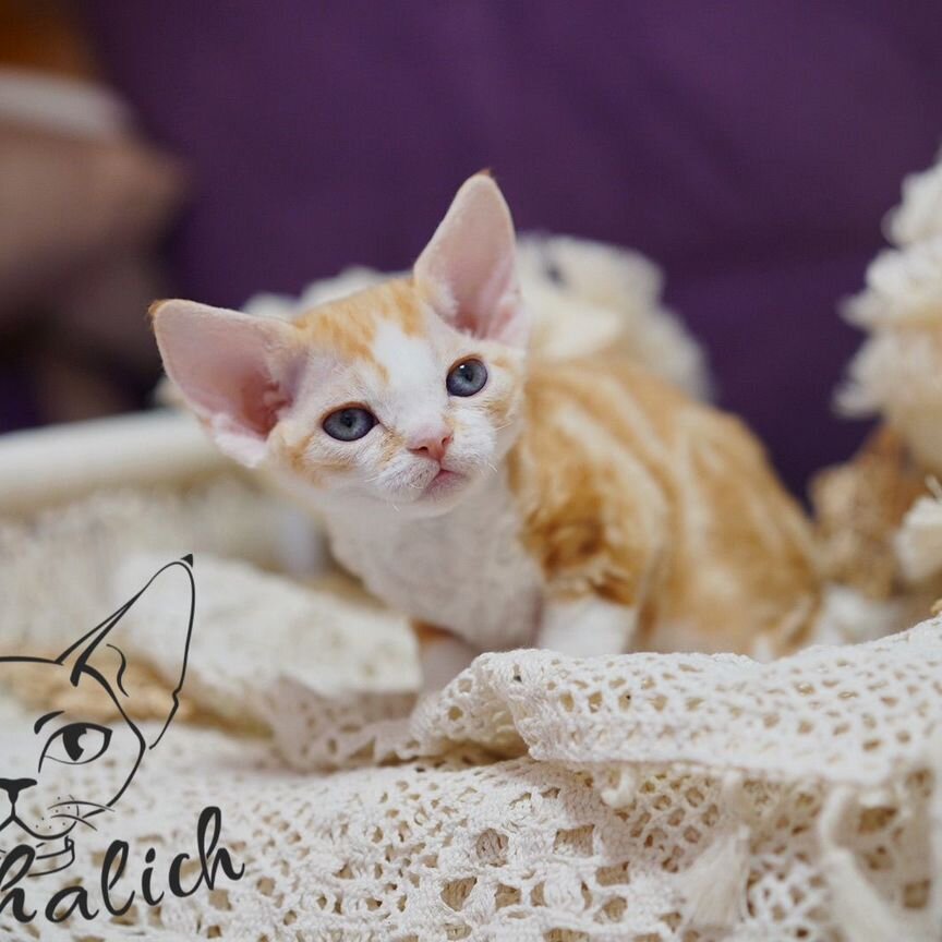 Котята девон-рекс
