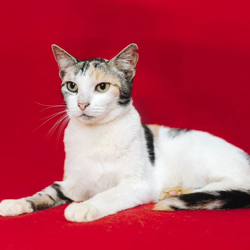 Мурка в добрые руки