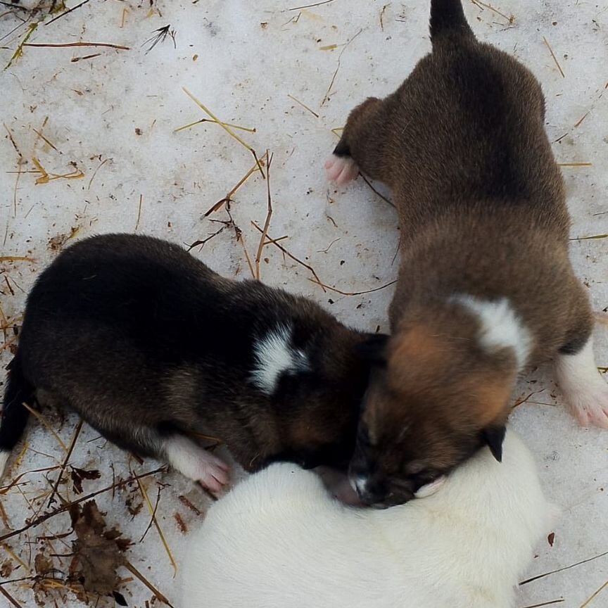 Щенки рел лайки