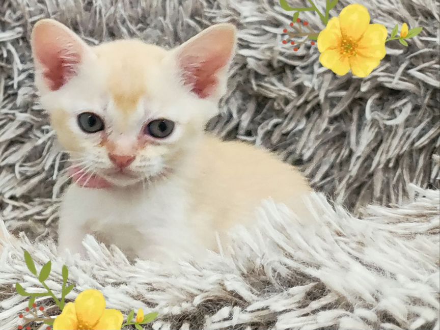 Бурманские котята- мальчики