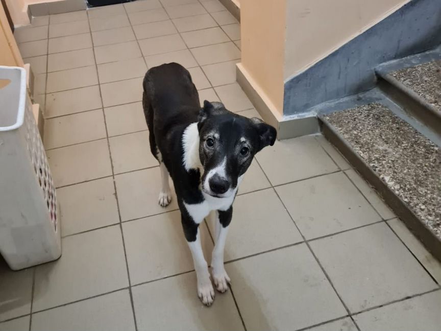 Щенок (кобель) в добрые руки бесплатно