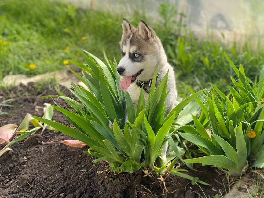 Собака в добрые руки, сибирская хаски