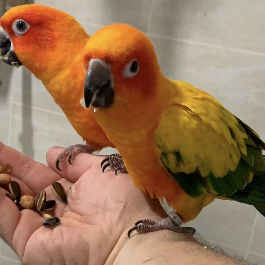 Попугай солнечная Аратинга выкормыши