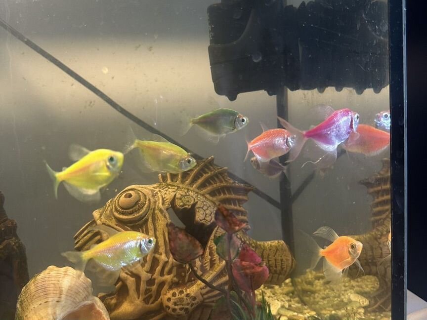 Аквариумные рыбки