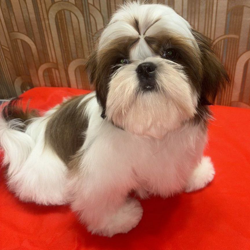 Ши-тцу, щенок