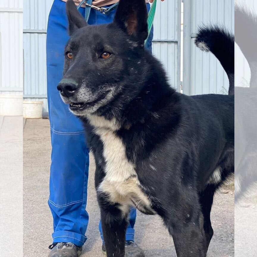 Лайка, взрослая собака