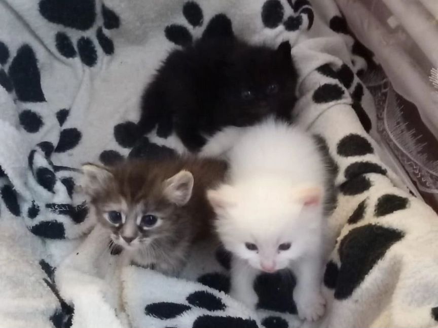 Кошка в дар бесплатно