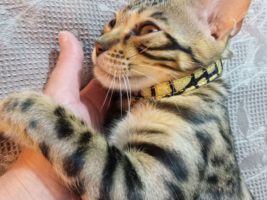 Бенгальские котята. Девочка 5 месяцев