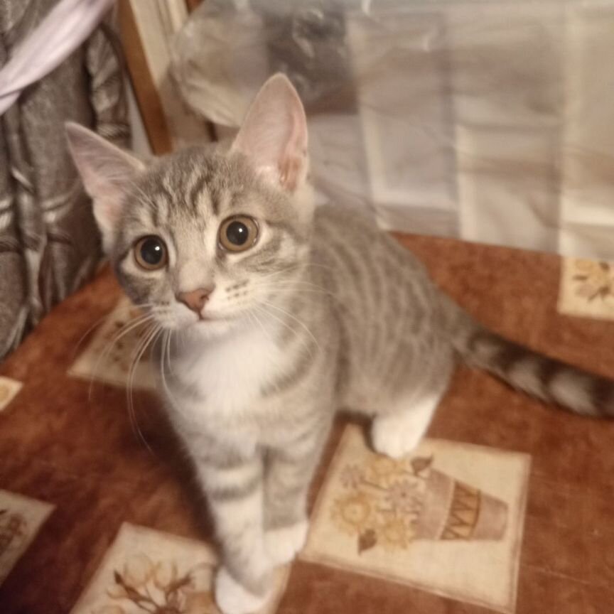 Котёнок в добрые руки