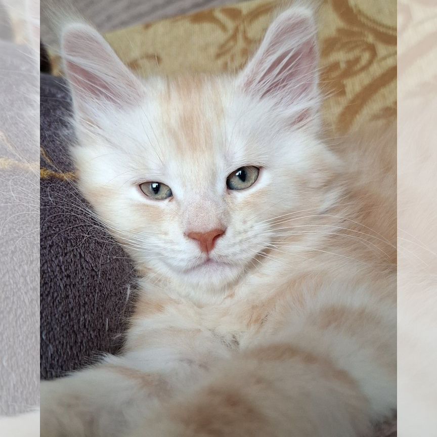 Мейн-кун котёнок