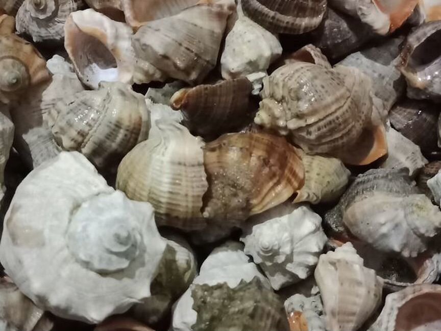 Ракушка рапан