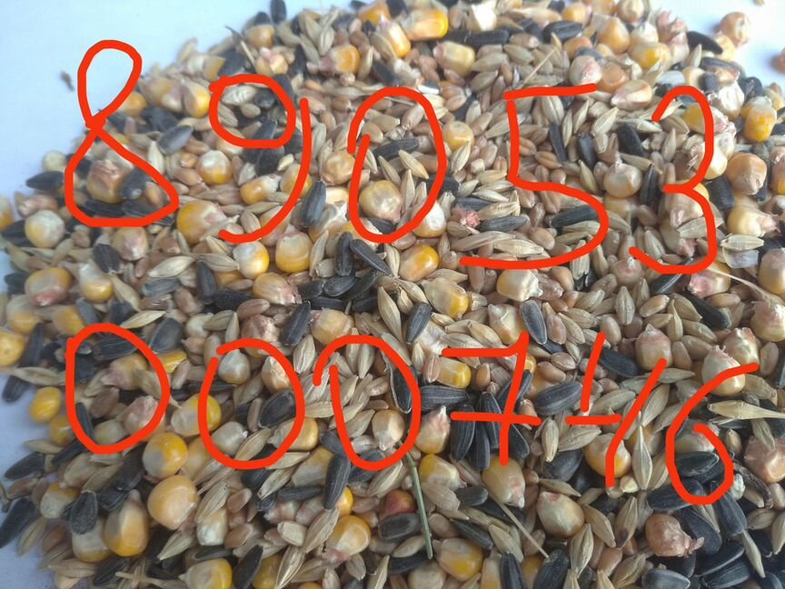 Пшеница, овёс, ячмень горох