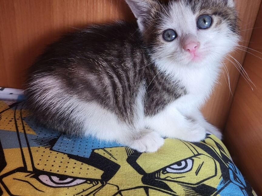 Котенок 1,5 мес ищет дом