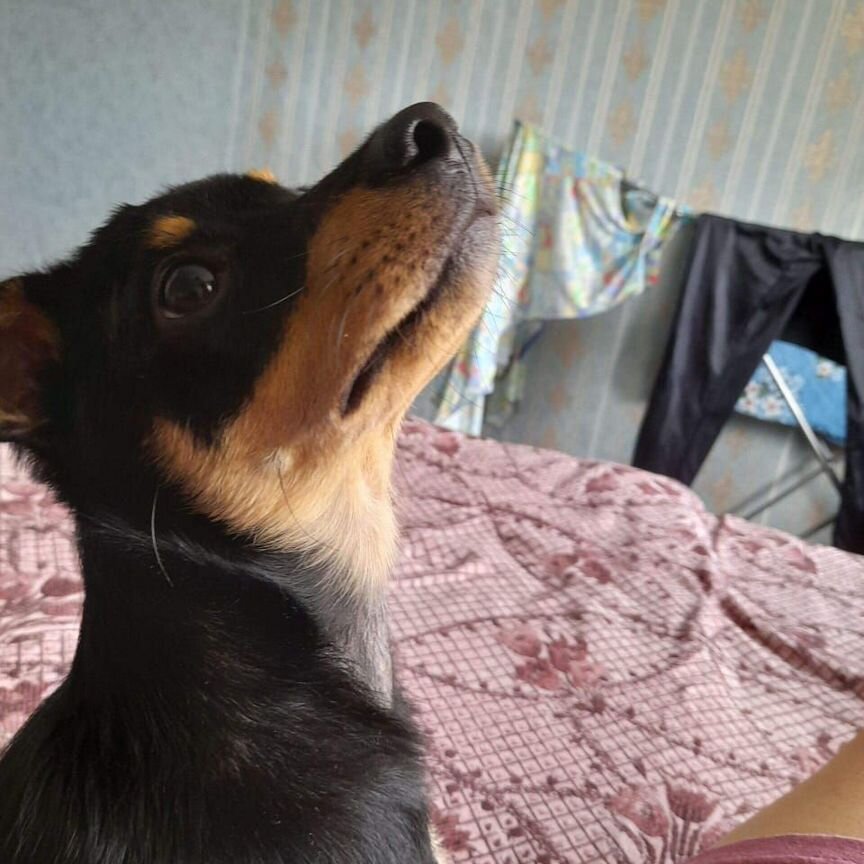 Собака. Есть паспорт и прививкаи хотят выкинуть