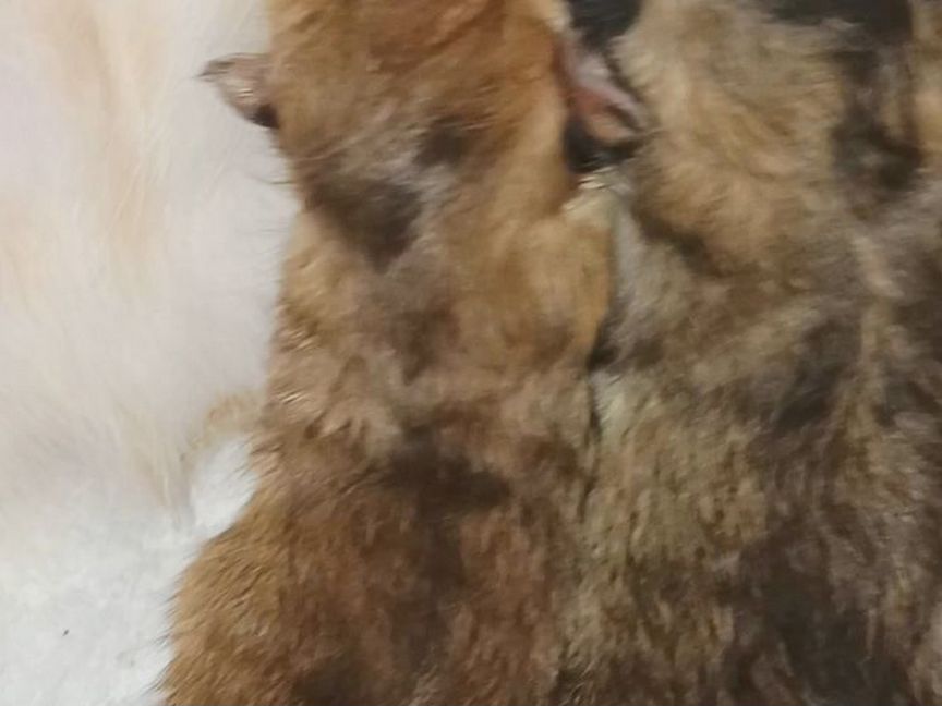 Шотландские золотые