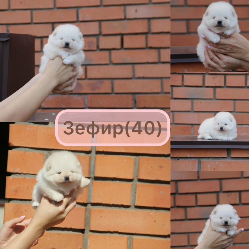 Кремовые шпицы на октябрь