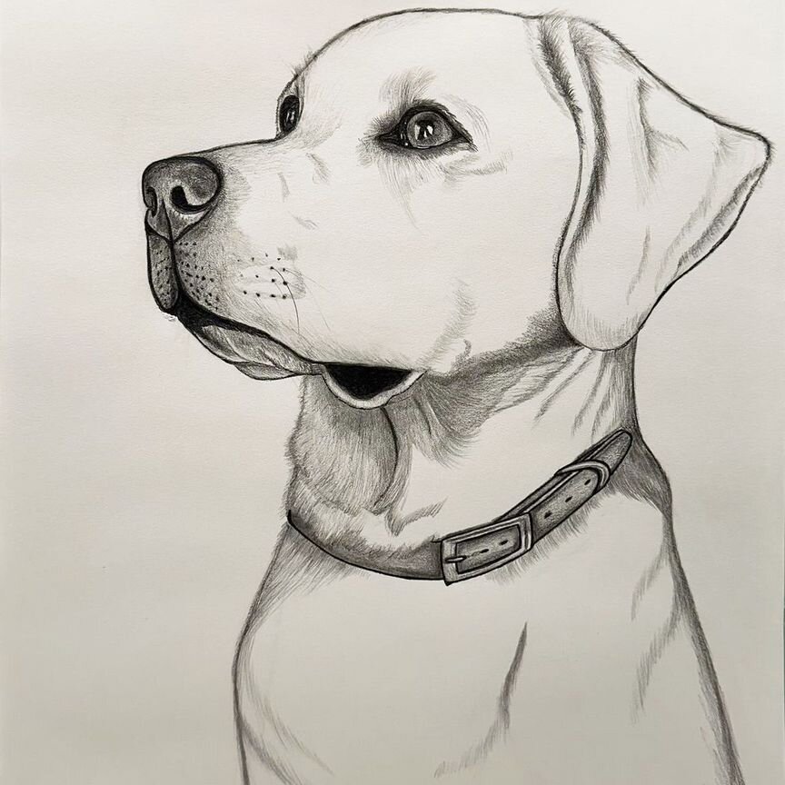 Рисую ваших питомцев