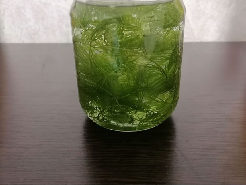 Аквариумные растения