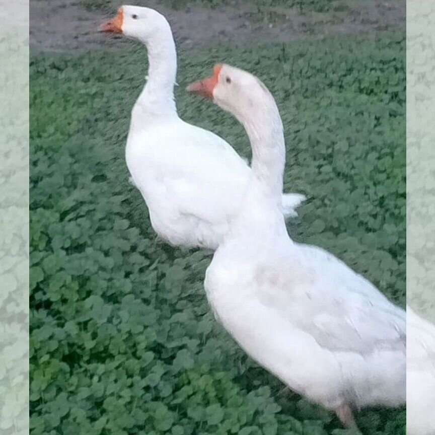 Гусь