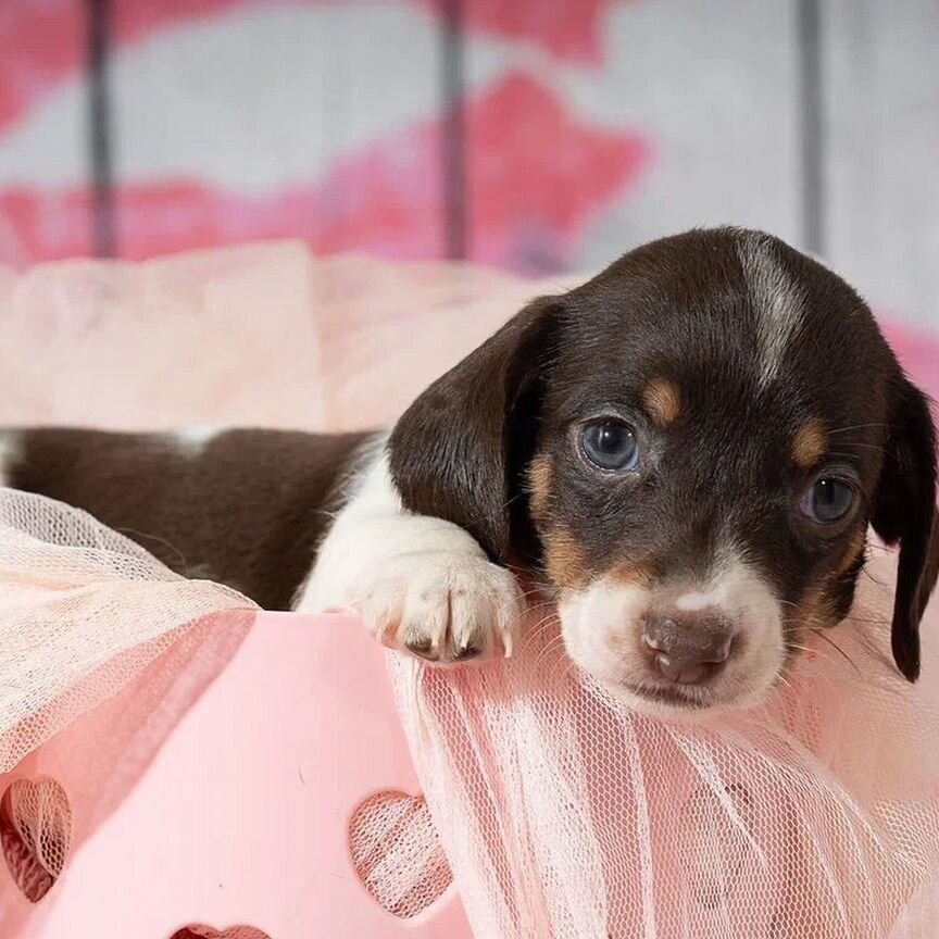 Карликовая такса, щенок