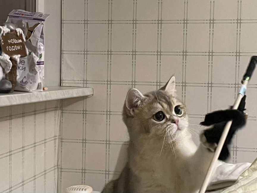 Британская короткошерстная кошка