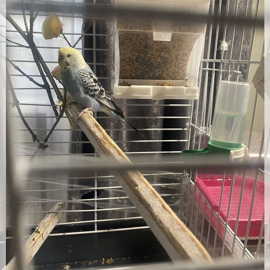 Попугай с клеткой