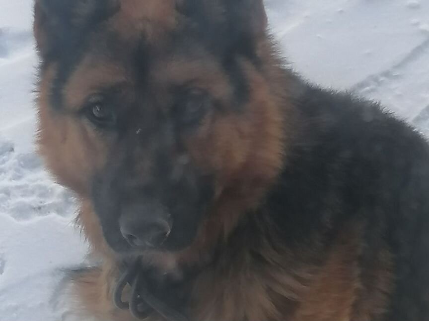 Собака немецкая овчарка