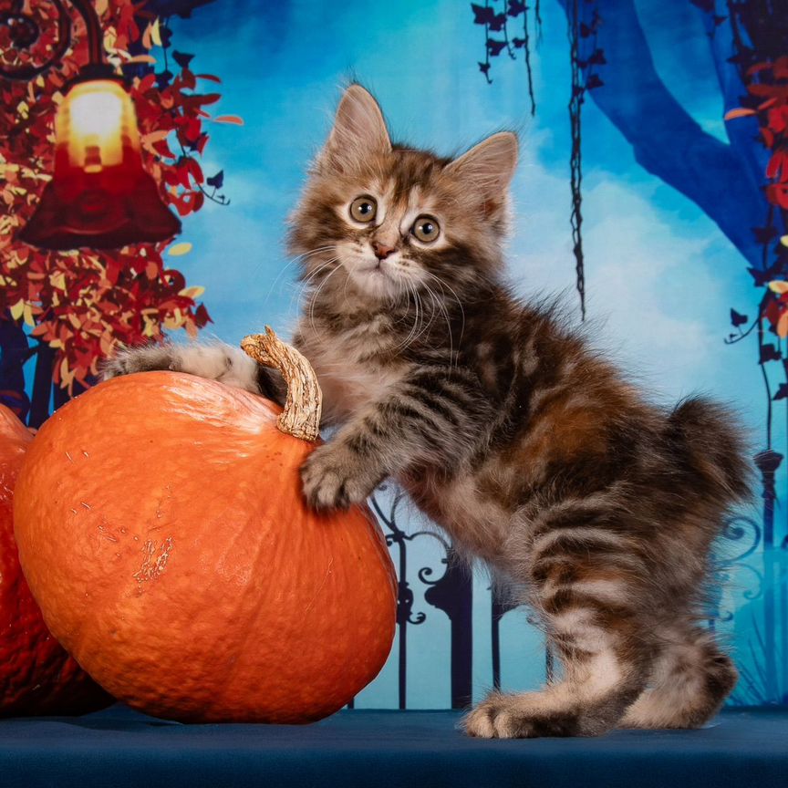 Черепаховая мраморная кошечка