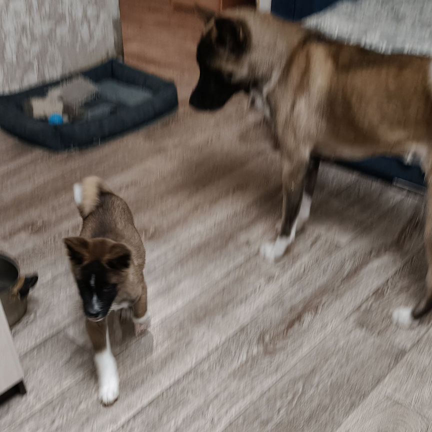 Американская акита, щенок