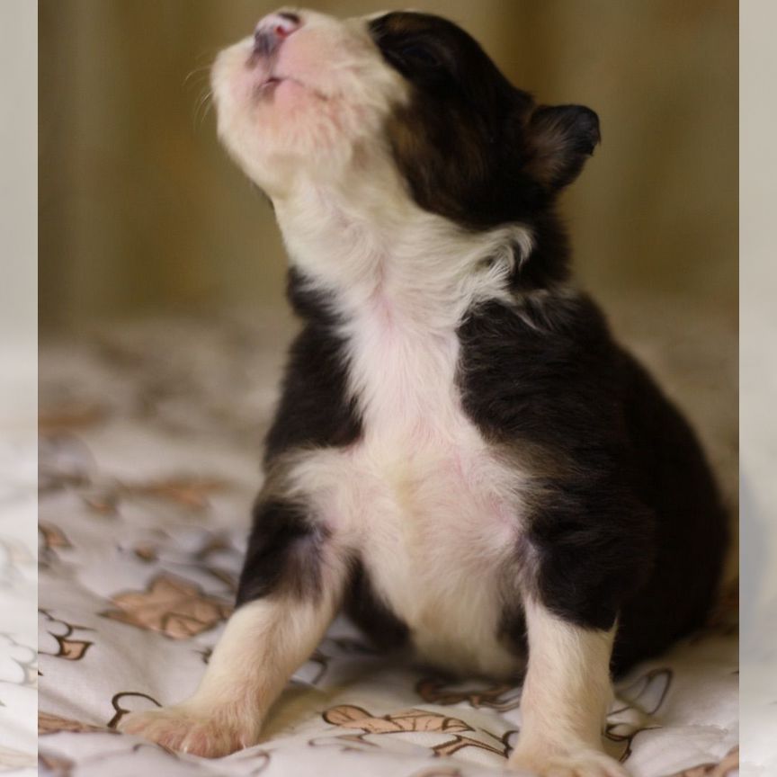 Австралийская овчарка, щенок