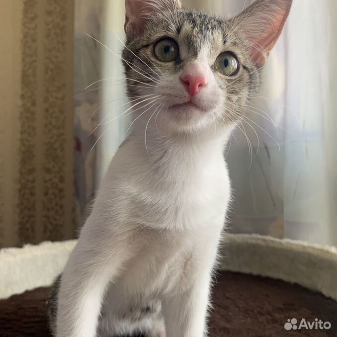 Котенок Тим