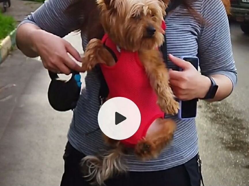 Йоркширский терьер