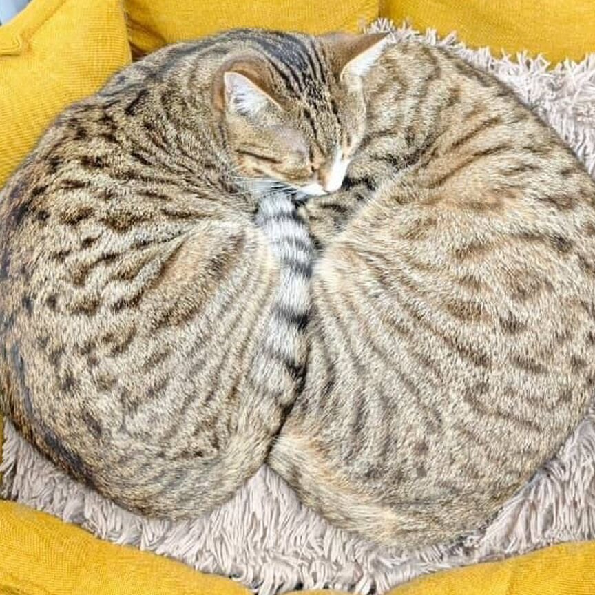 Взрослый кот в добрые руки